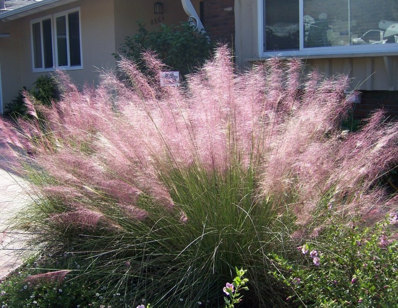 Do You Know Muhly Grass? It’s Beautiful